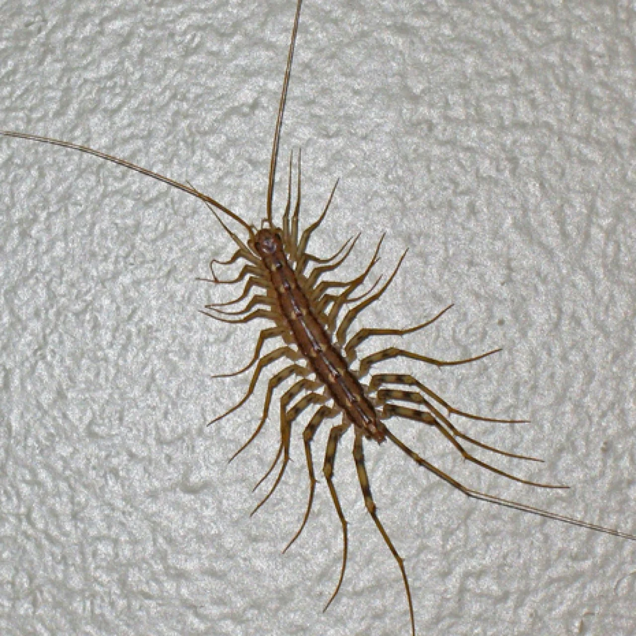 Why you should never kill a house centipede if you find one inside your ...